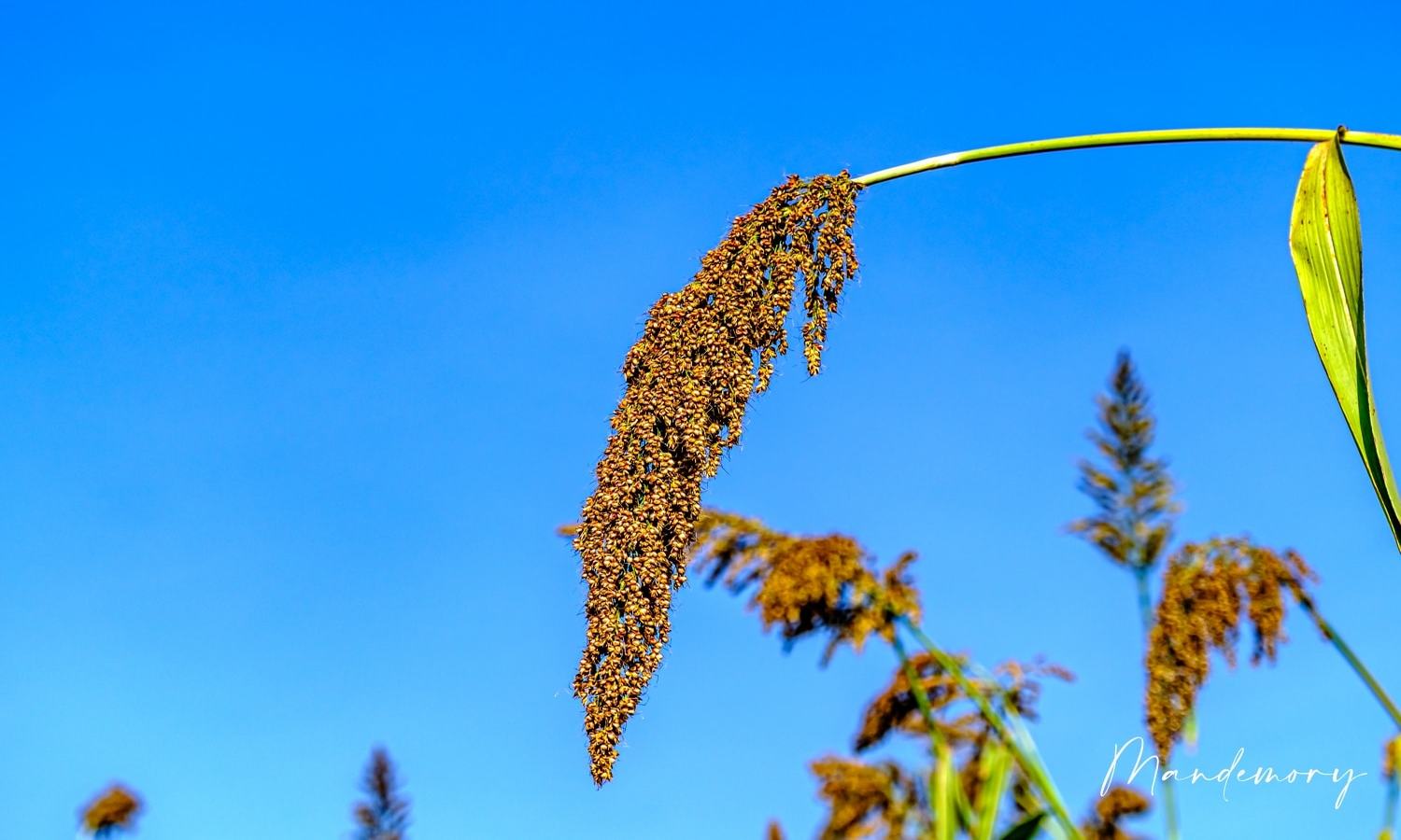 Six raisons de remettre le mil au goût du jour! • Information Afrique ...